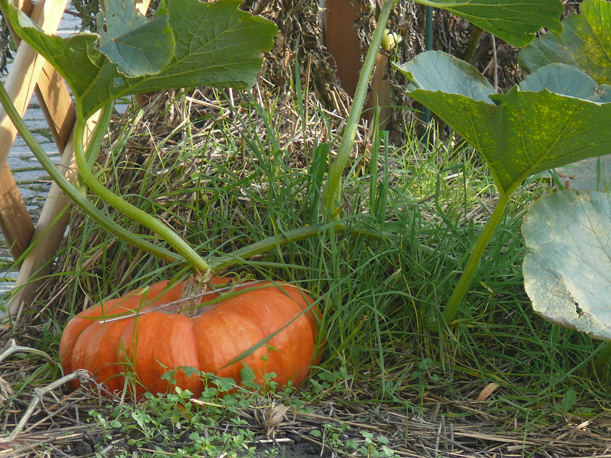 11 finomság amit most jó vetni | Gardenista