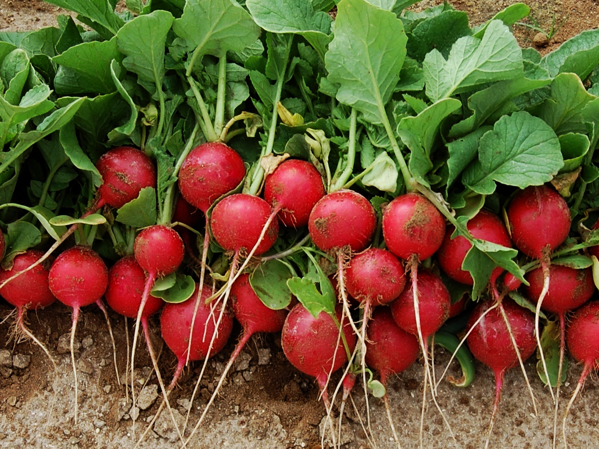 11 finomság amit most jó vetni | Gardenista