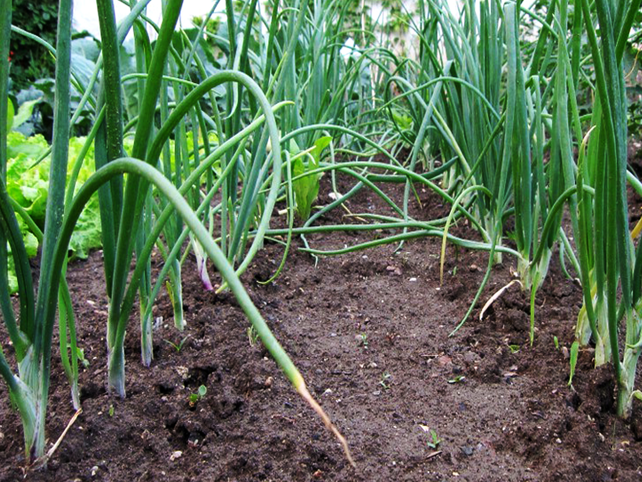 11 finomság amit most jó vetni | Gardenista