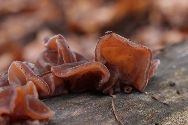 Tudtad, hogy miért is fafülgomba a fafülgomba? | Gardenista