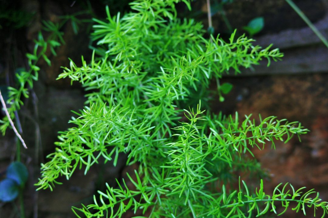 A fehér spárga meg a zöld spárga az két különböző növény? | Gardenista