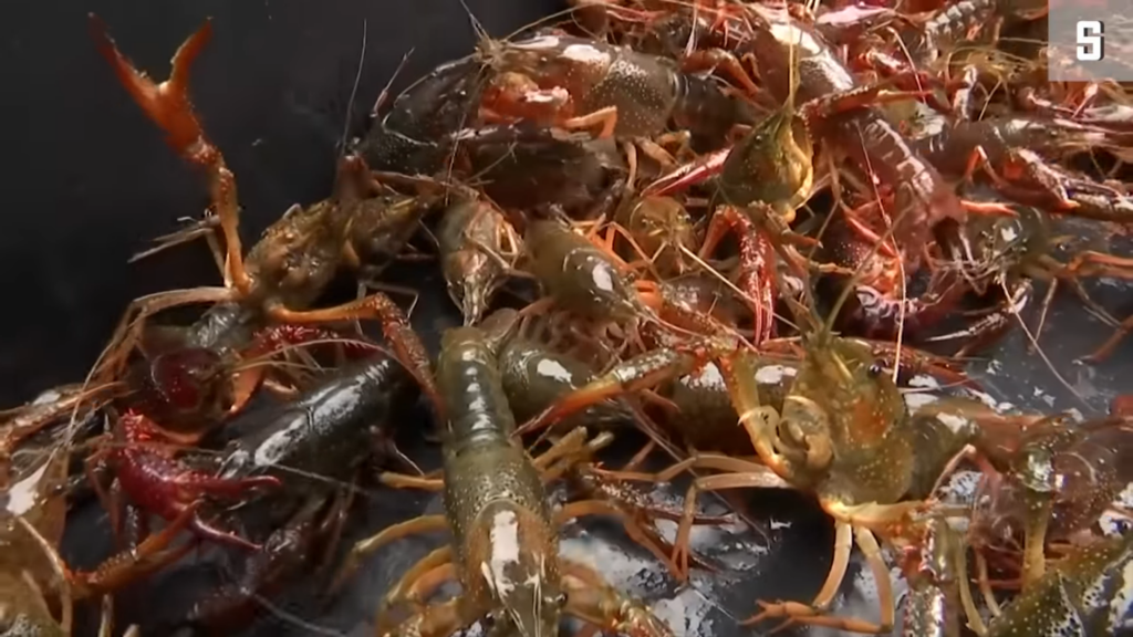 Folyami rákok lepték el Berlint | Gardenista