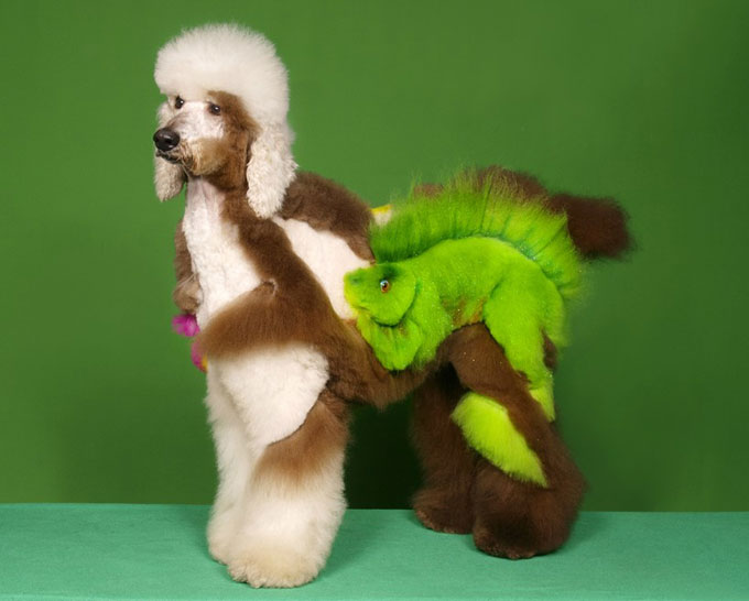 Itt a legújabb elmebaj: a kreatív kutyanyírás | Gardenista