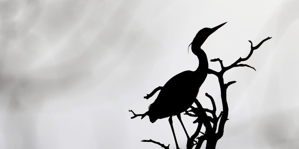 Máté Bence természetfotóiból nyílt szabadtéri kiállítás Szegeden ...