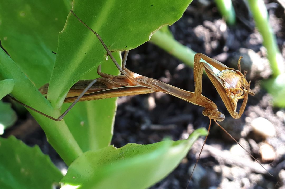 Poloska után vízözön | Gardenista
