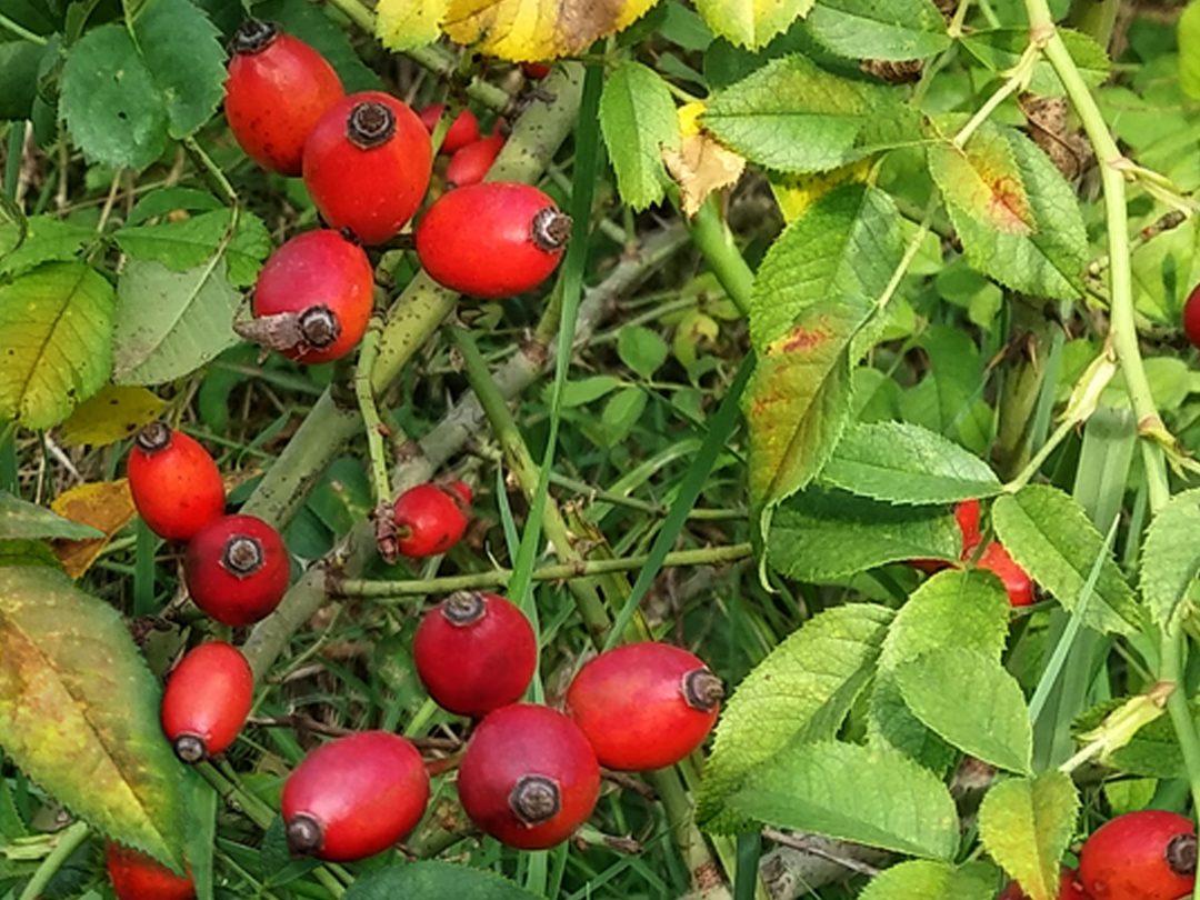 Az egyik finom, a másik halálos. Te felismered az őszi bogyókat ...