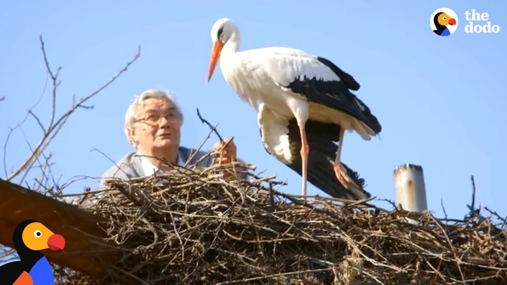 A legszebb ember-madár barátság és madárhűség egy történetben | Gardenista