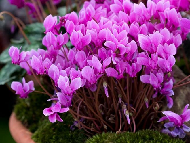 Virágok a téli kertbe | Gardenista