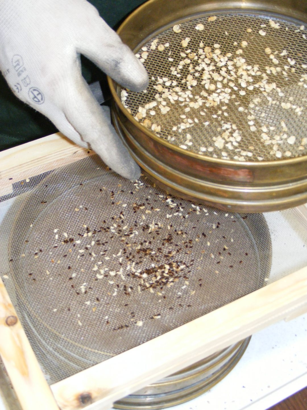 Újjászületnek a löszpusztagyepek! A miiiik? | Gardenista