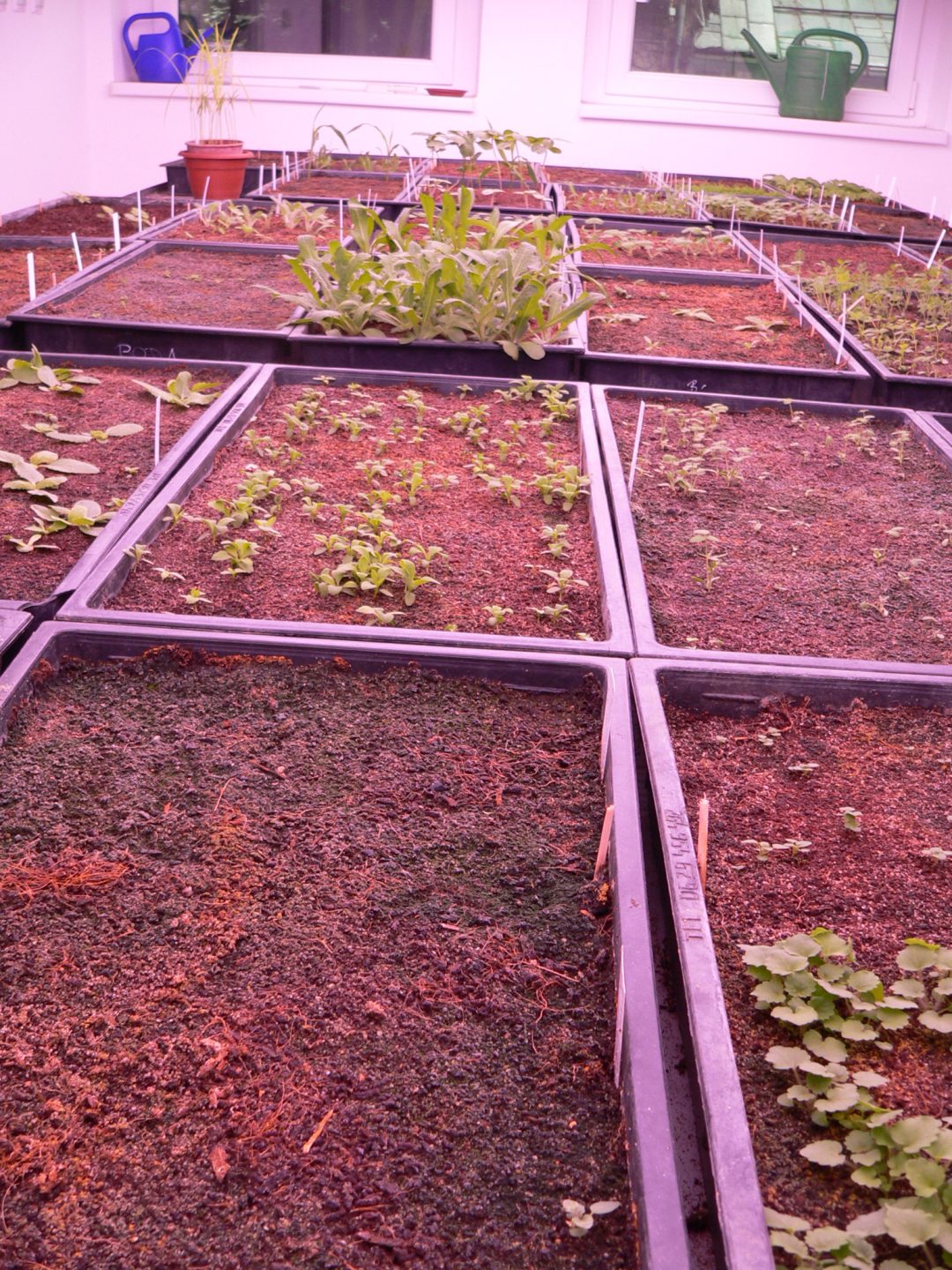 Újjászületnek a löszpusztagyepek! A miiiik? | Gardenista