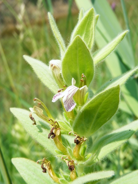 Újjászületnek a löszpusztagyepek! A miiiik? | Gardenista